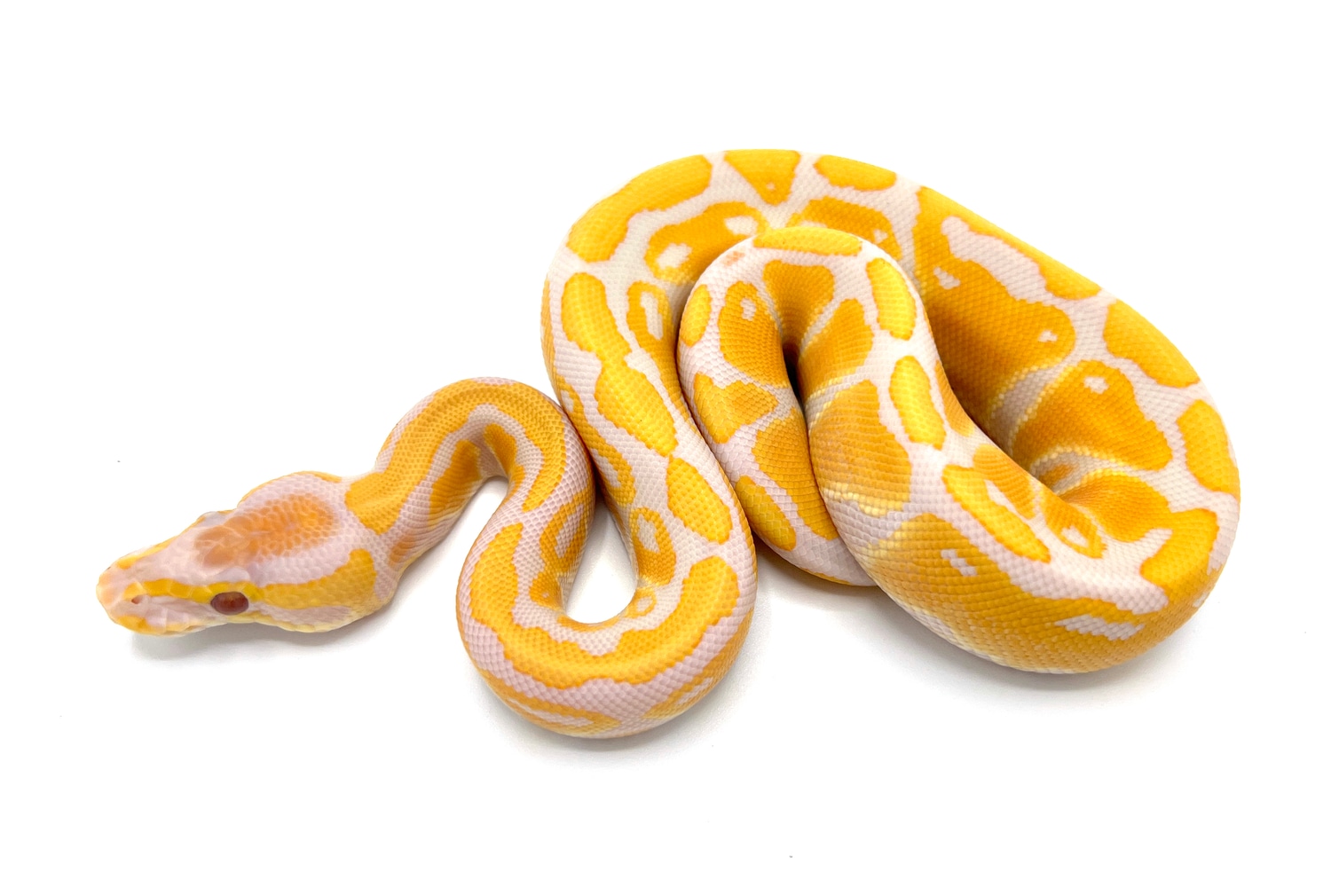 Lavender Albino Ball Python by Royal Constrictor Designs - MorphMarket