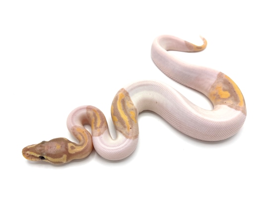 Coral Glow Pied Ball Python by Royal Constrictor Designs
