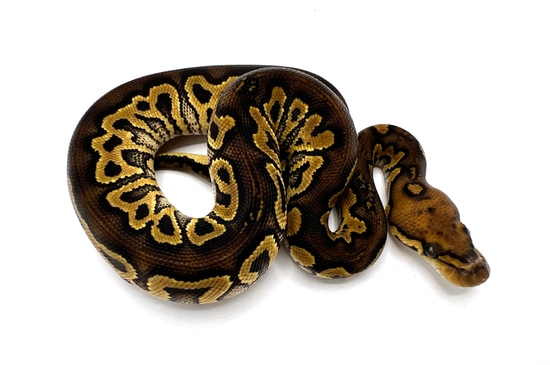 Hurricane Clown Ball Python by Royal Constrictor Designs