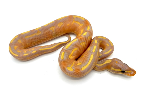 Banana Freeway (Female Maker) Ball Python by Royal Constrictor Designs