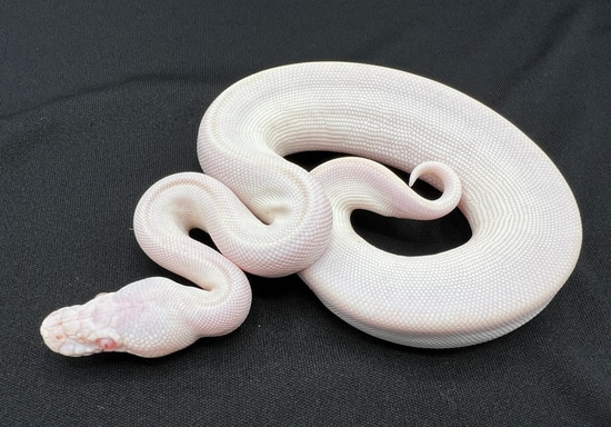 Cherry Bomb Ball Python by Royal Constrictor Designs