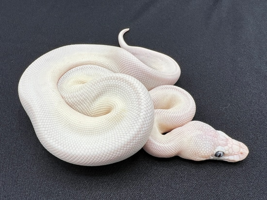 Blue Eyed Leucistic Ball Python by Royal Constrictor Designs