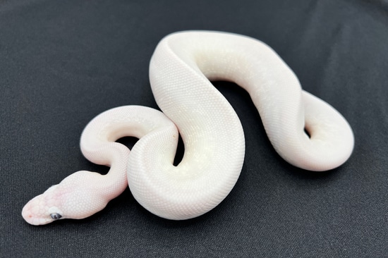Blue Eyed Leucistic Ball Python by Royal Constrictor Designs