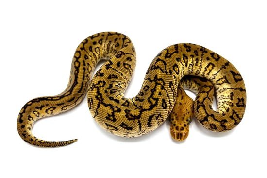Hurricane Spotnose Pinstripe Clown Ball Python by Royal Constrictor Designs