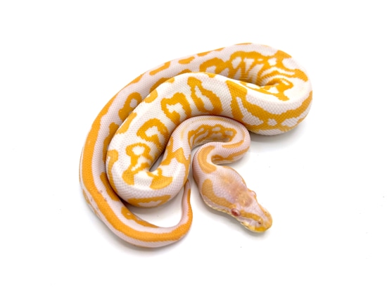 Albino Black Pastel Leopard Ball Python by Royal Constrictor Designs