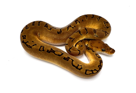 Pinstripe Clown Ball Python by Royal Constrictor Designs