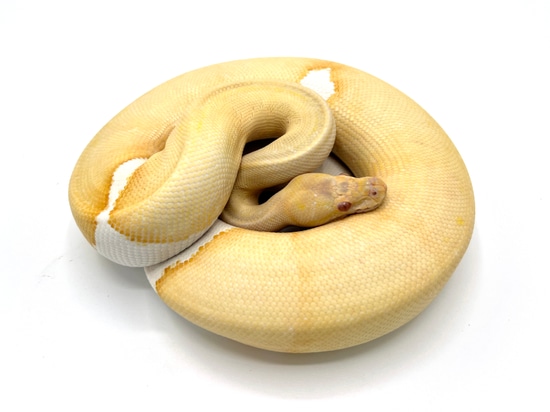 Pinstripe Albino Pied Ball Python by Royal Constrictor Designs