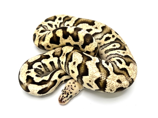 Firefly HGW Crypton Ball Python by Royal Constrictor Designs