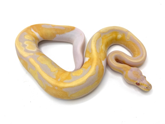 Toffino Pied Ball Python by Royal Constrictor Designs
