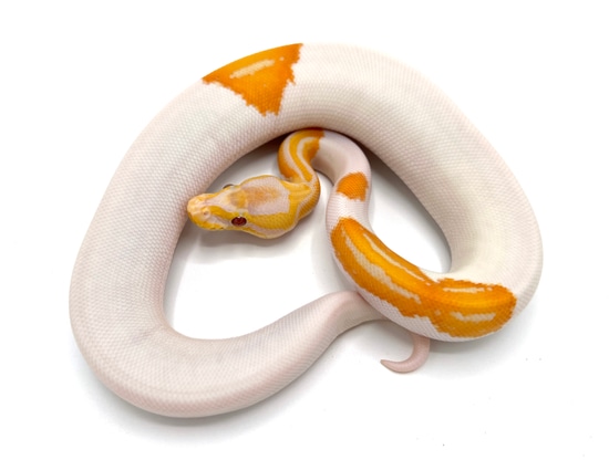 Yellowbelly Dreamsicle Ball Python by Royal Constrictor Designs