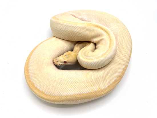 Albino Champagne Breeder Ball Python by Royal Constrictor Designs