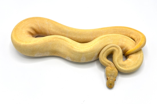 Enchi Pinstripe Albino Breeder Ball Python by Royal Constrictor Designs
