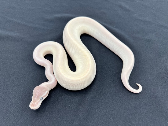 Super Mojave Ball Python by Royal Constrictor Designs