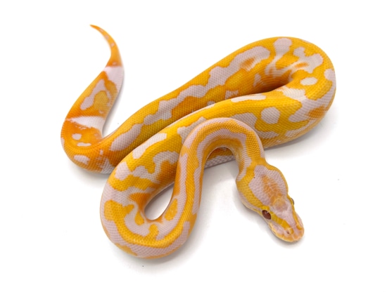 Dreamsicle Ball Python by Royal Constrictor Designs