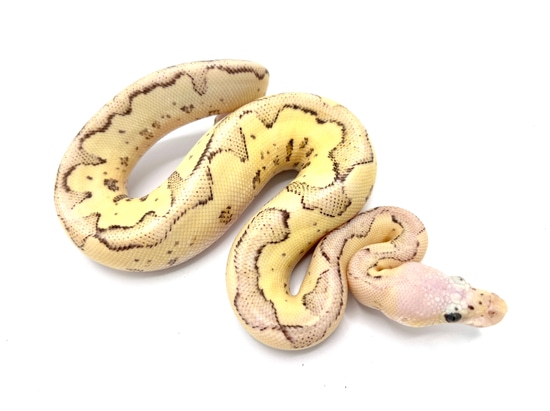 Vanilla Scream Clown Ball Python by Royal Constrictor Designs