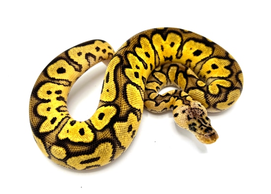 Pastel Asphalt/Yellowbelly Clown Ball Python by Royal Constrictor Designs