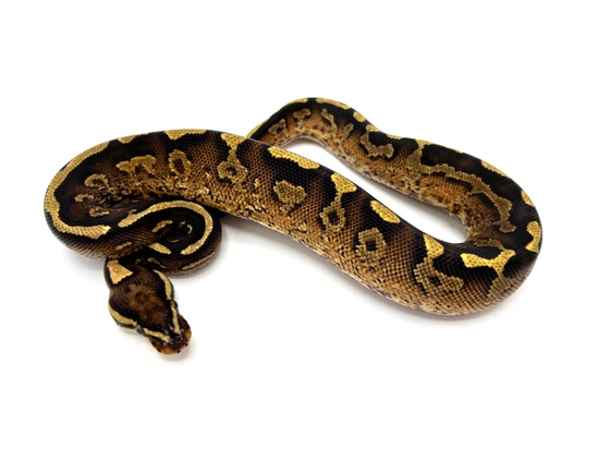 Super Asphalt Ball Python by Royal Constrictor Designs