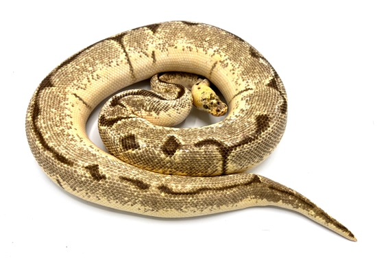 Bumblebee Enchi Clown Breeder Ball Python by Royal Constrictor Designs