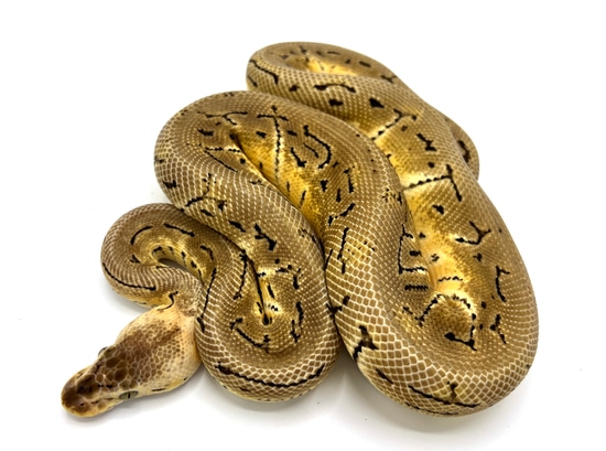 Lemonblast Crypton Or Cryptic Ball Python by Royal Constrictor Designs