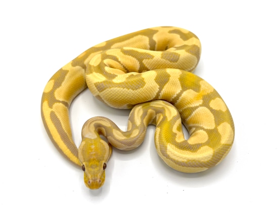 Toffee Ball Python by Royal Constrictor Designs