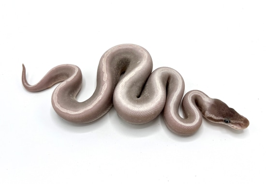GHI Mystic Potion Ball Python by Royal Constrictor Designs