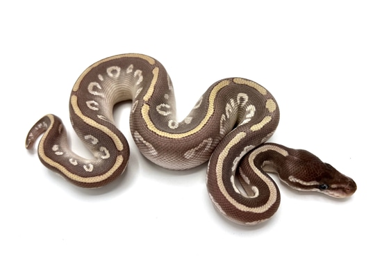 Mystic Potion Ball Python by Royal Constrictor Designs