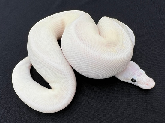 Ivory Killer Clown Ball Python by Royal Constrictor Designs