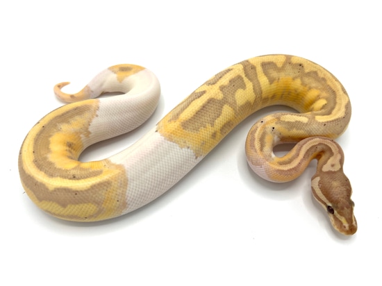 Coral Glow Pied Ball Python by Royal Constrictor Designs