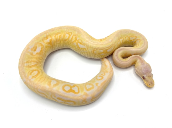 Pewter (Black Pastel Yellowbelly Lavender 100% Het Clown Ball Python by ...