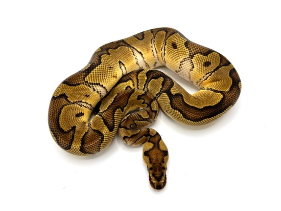 Enchi Clown 100% Het Albino Or Toffee Ball Python by Royal Constrictor ...