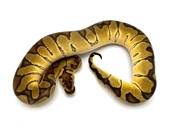 Enchi Clown 100% Het Albino Or Toffee Ball Python by Royal Constrictor ...