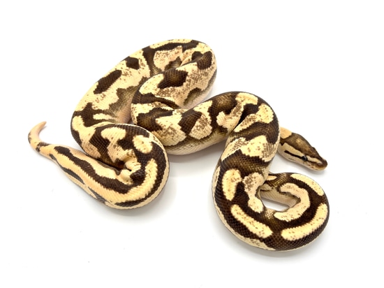 Orange Dream Yellowbelly Fire 100% DH Dreamsicle Breeder Ball Python by ...