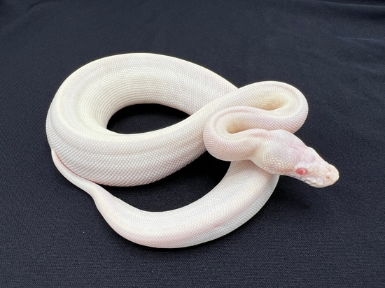 Cherry Bomb Ball Python by Royal Constrictor Designs