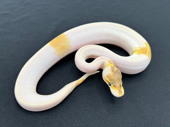 Paradox Ivory Or Freeway Ball Python by Royal Constrictor Designs