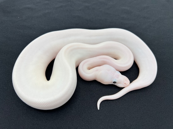 Super Fire Ball Python by Royal Constrictor Designs
