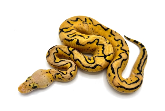 Pastel Freeway Clown Ball Python by Royal Constrictor Designs