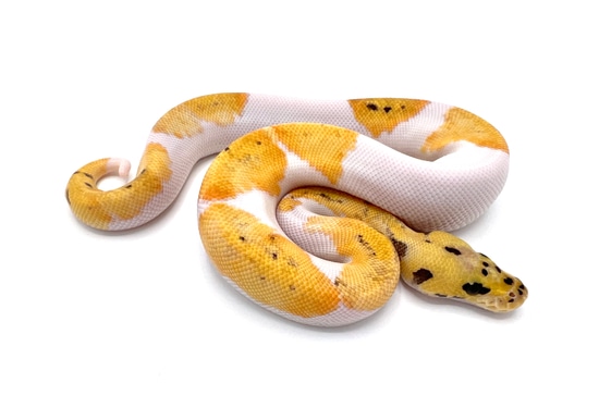 Firefly Yellowbelly Clown Pied Ball Python by Royal Constrictor Designs