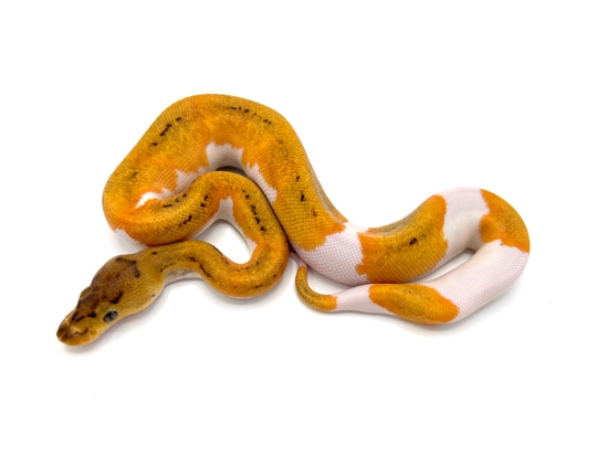 Orange Dream Yellowbelly Pinstripe Crypton Pied Ball Python by Royal ...