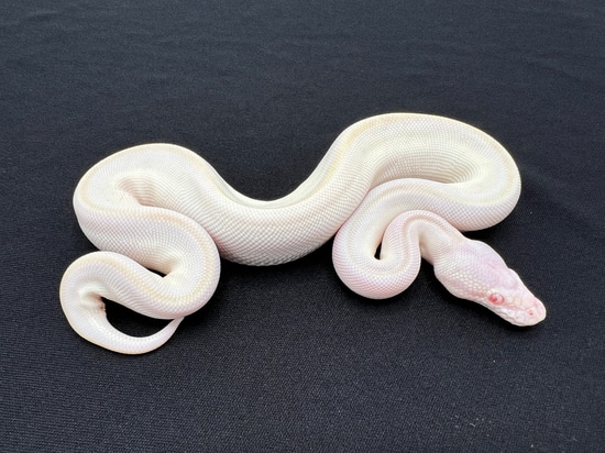 Cherry Bomb Ball Python by Royal Constrictor Designs