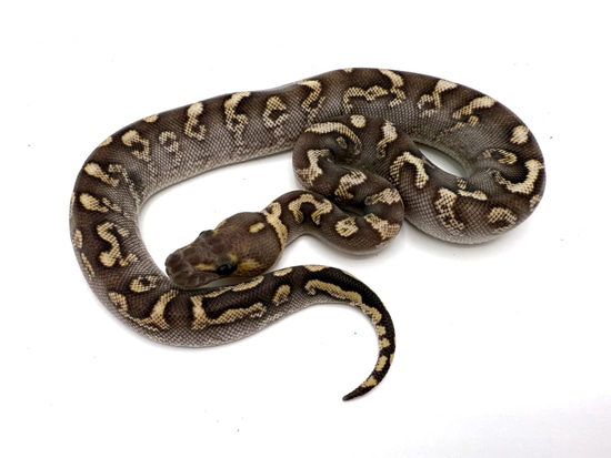 GHI Mojave Spotnose Calico And/or Yellowbelly Clown Ball Python by ...