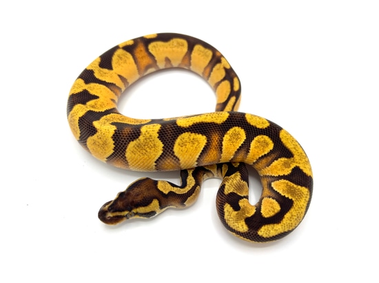 Orange Dream Yellowbelly Enchi 100% Het Lavender Ball Python by Royal ...