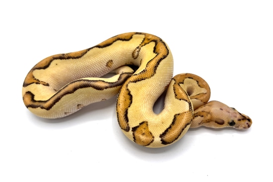 Orange Dream Vanilla Cream Clown Ball Python by Royal Constrictor Designs