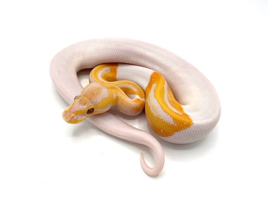 Dreamsicle Ball Python by Royal Constrictor Designs
