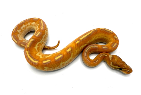 Banana Mardi Gras Ball Python by Royal Constrictor Designs