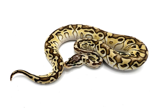 Pastel Lesser Crypton Ball Python by Royal Constrictor Designs