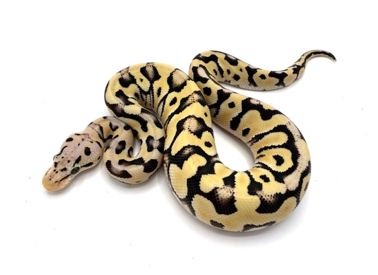 Pastel Desert Ghost Crypton Ball Python by Royal Constrictor Designs