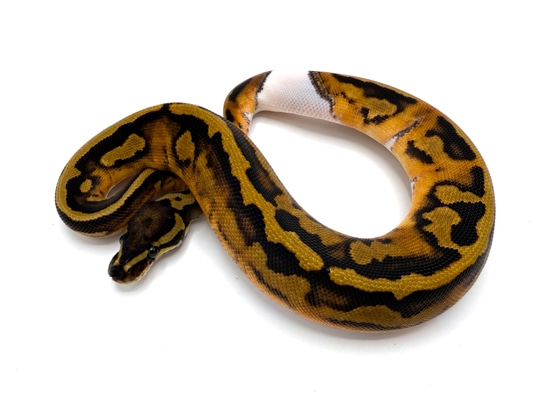 Pied 100% Double Het Ultramel Hypo Ball Python by Royal Constrictor Designs