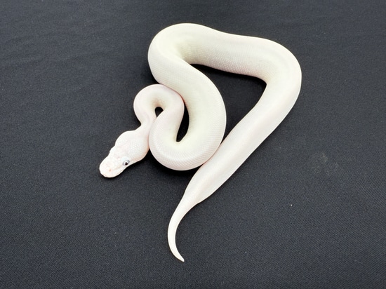 Blue Eyed Leucistic (Butter Lesser) Ball Python by Royal Constrictor ...
