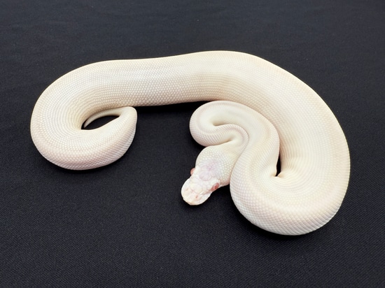 Albino Super Lesser Ball Python by Royal Constrictor Designs