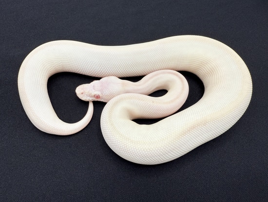 Albino Super Lesser Ball Python by Royal Constrictor Designs